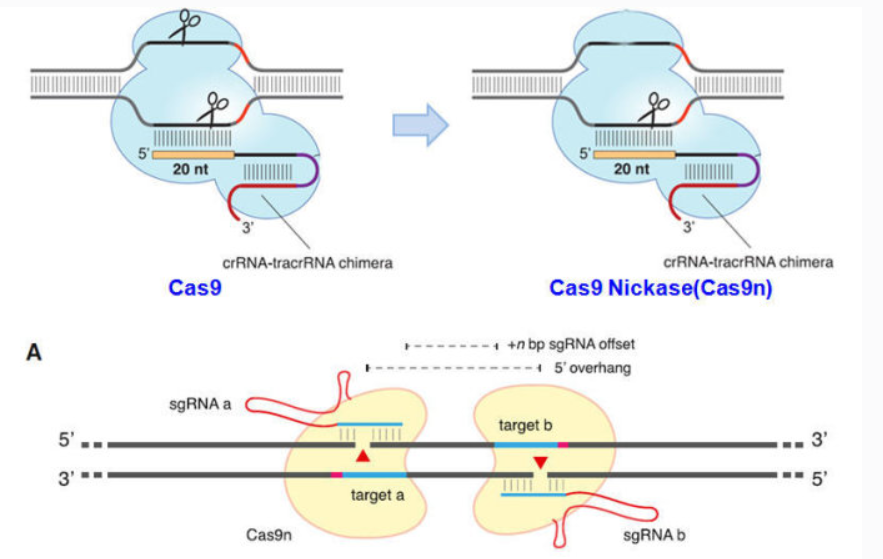 CRISPR/Cas9系统的发现历史和应用【来自网络】 - 牛顿在吃苹果 - 博客园
