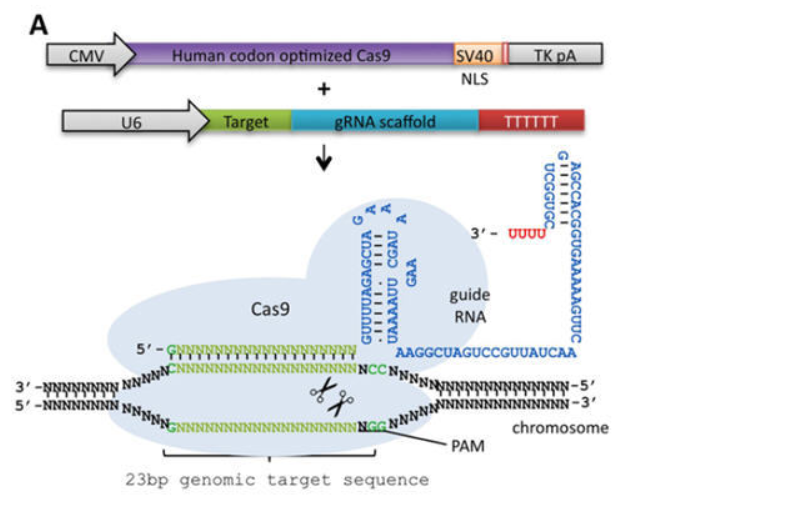 CRISPR/Cas9系统的发现历史和应用【来自网络】 - 牛顿在吃苹果 - 博客园